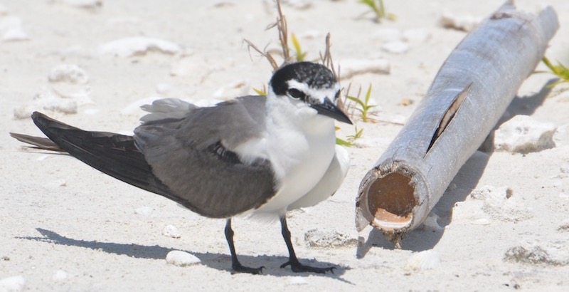 Sooty terns | Tetiaroa Society